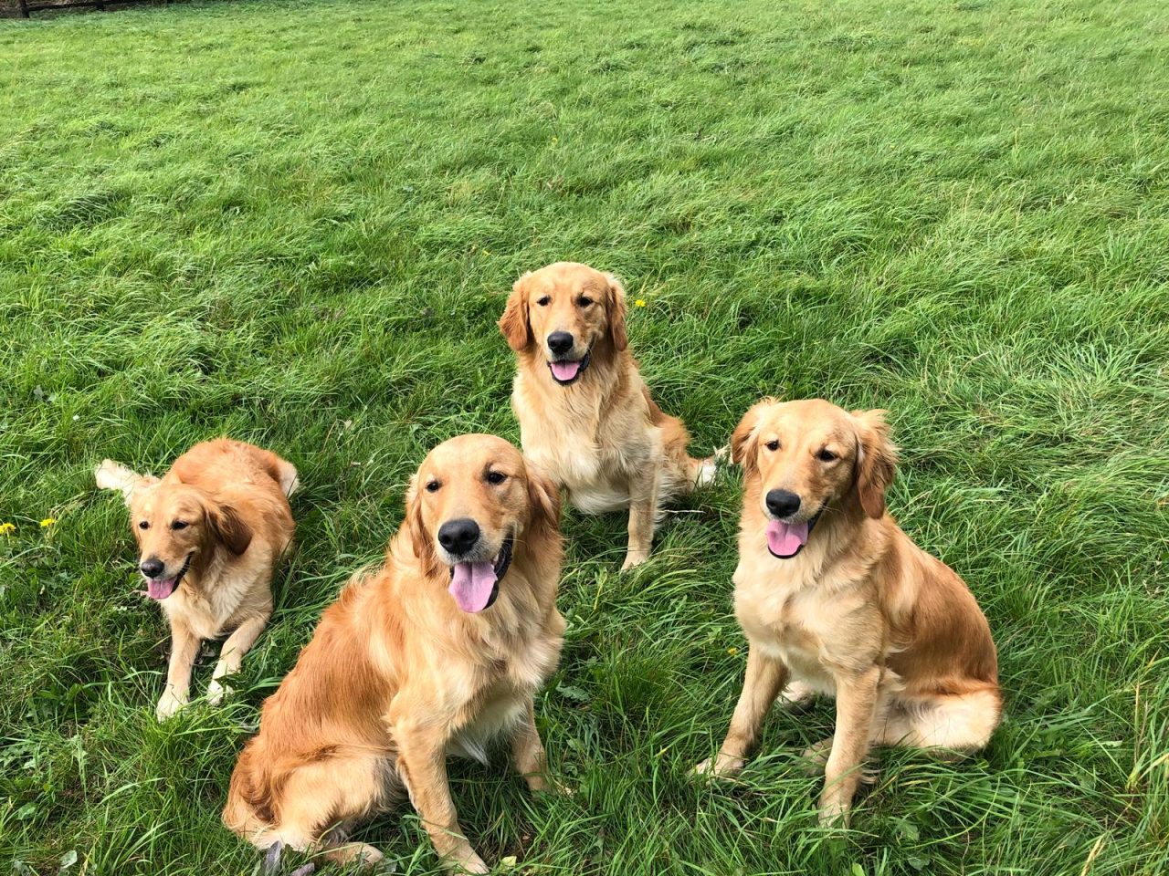 Home - Lincoln Dog Fields