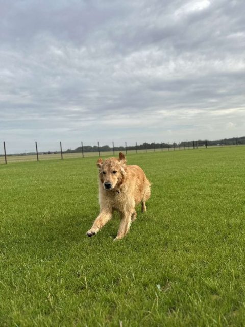 Home - Lincoln Dog Fields